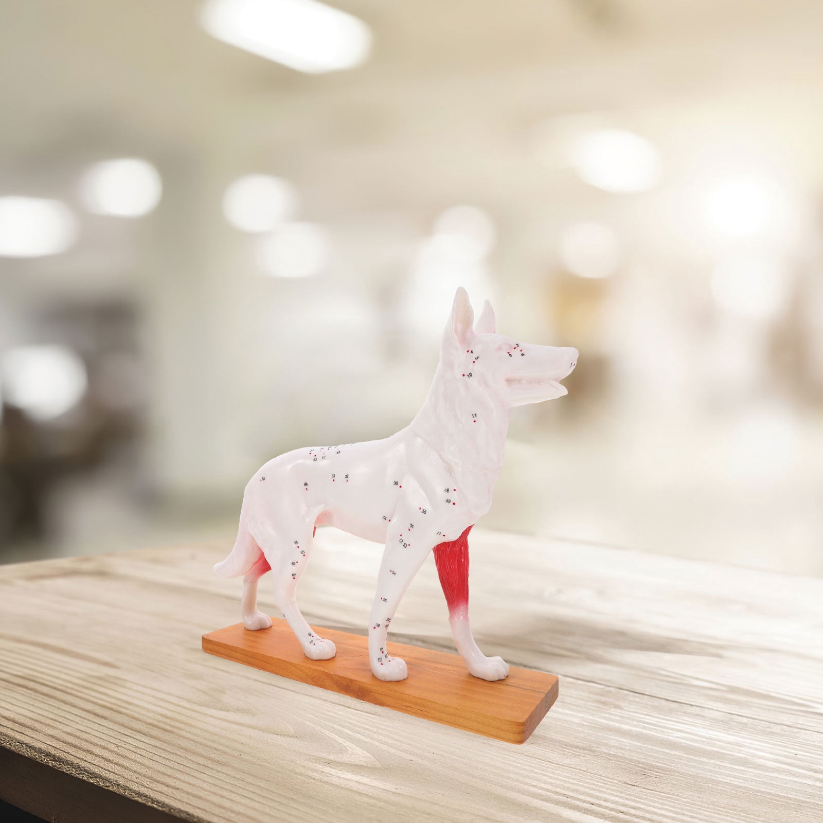 WHAMVOX Dog Acupuncture Model Canine Acupuncture Anatomy Model for ...