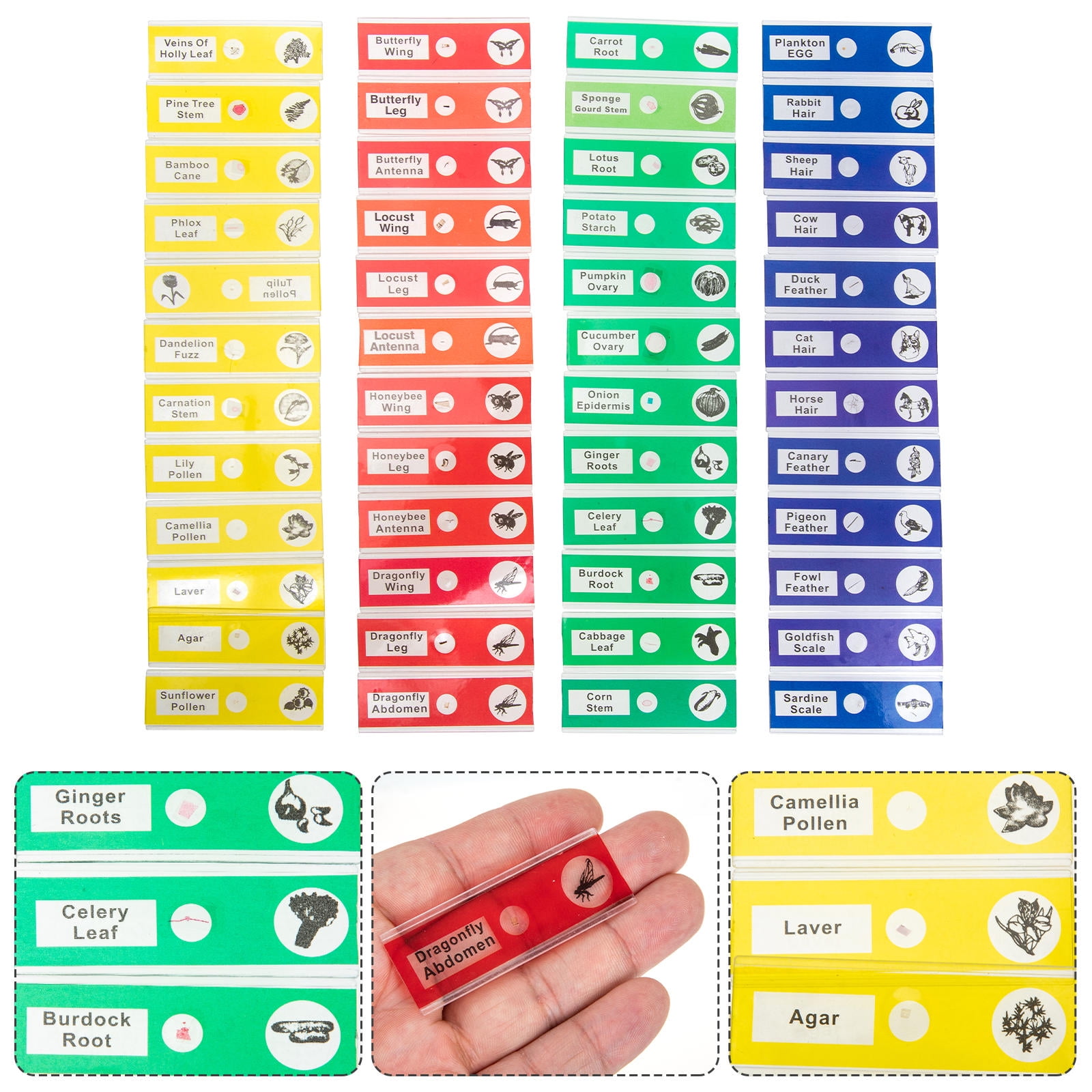 WHAMVOX Kids Microscope Kit 48pcs Microscope Slides for Biological ...