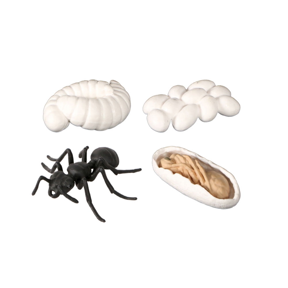 WHAMVOX Life Cycle Toys Kit Ant Figure Decorations Model Child ...