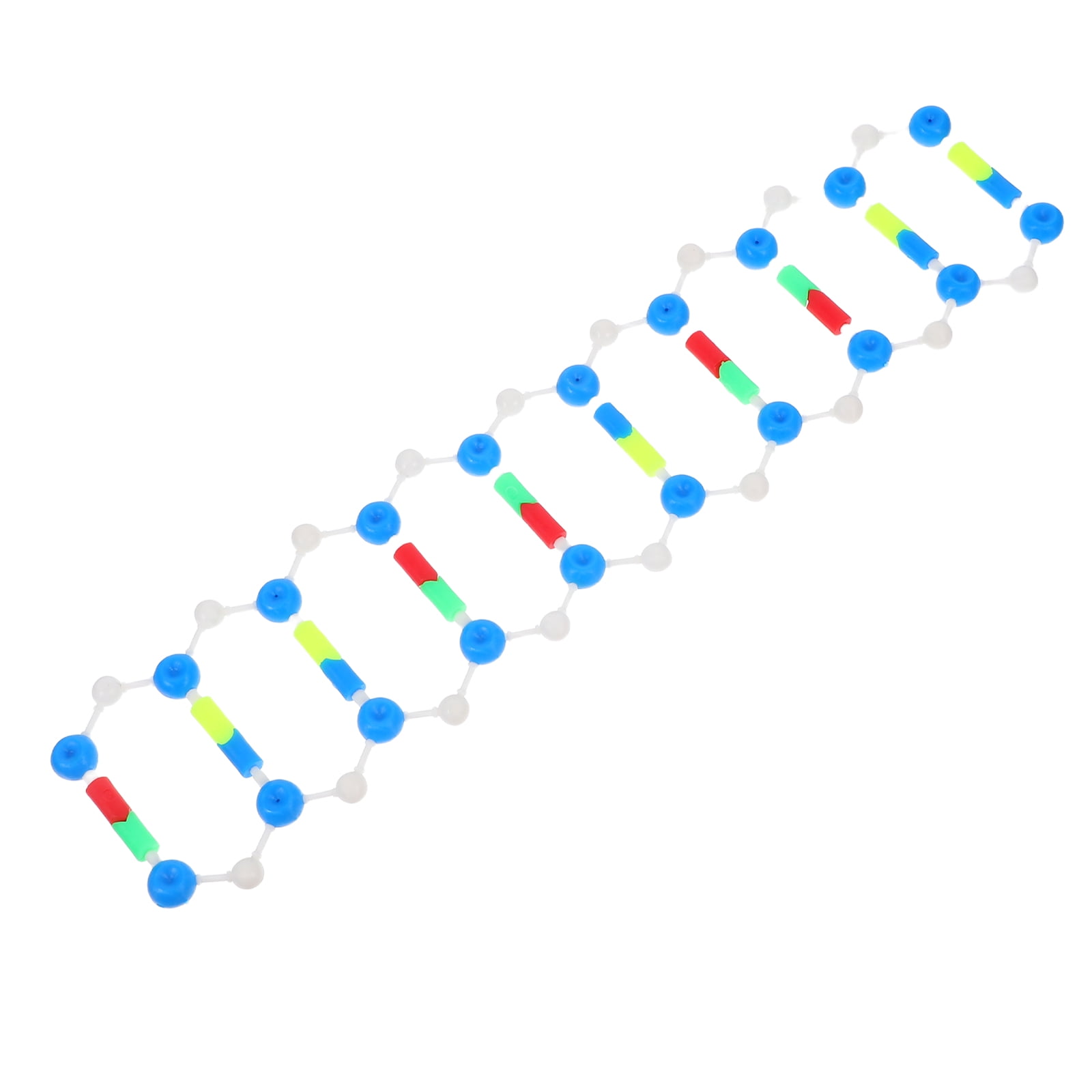 WHAMVOX Molecular Model For Biology Class Dna Structure Model For ...