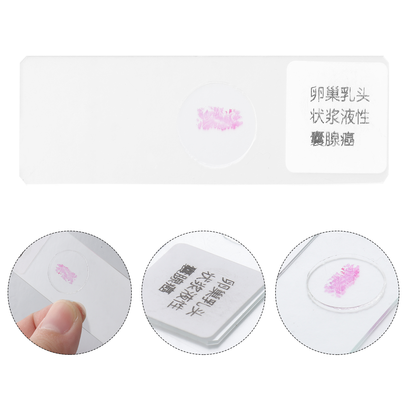 WHAMVOX Pathology Section Microscope Slides for Research Specimen ...