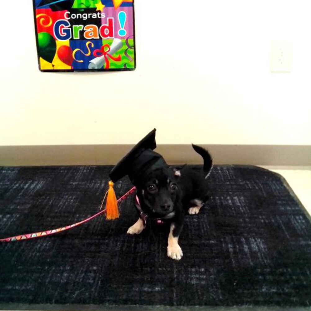 WHAMVOX Pet Doctor Hat Puppy Graduation Cap Hats Child Student Black ...