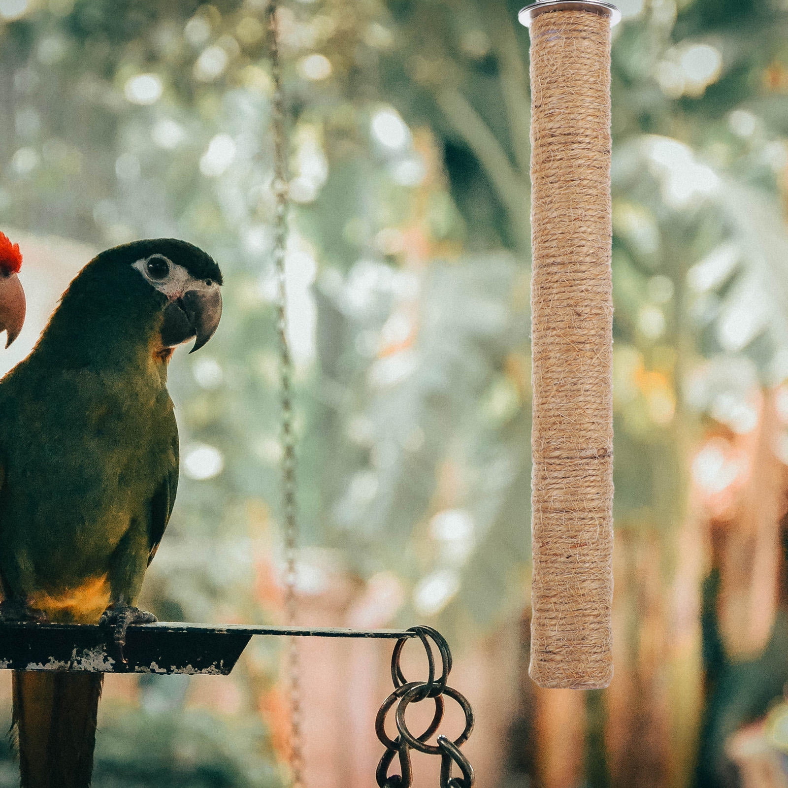 WHAMVOX Practical Bird Standing Wood Stick Antiscratch Bird Perch Stick ...