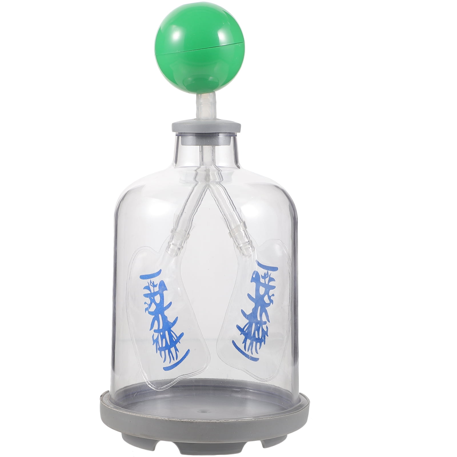 WHAMVOX Transparent Plastic Lung Breathing Teaching Model for ...