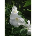 WHITE PANDORA Vine Plant Romantic, Fragrant Trumpet Flower - Walmart.com