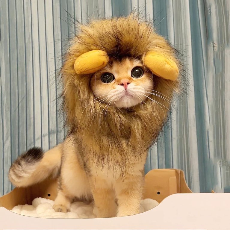 Cats In Lion Costumes