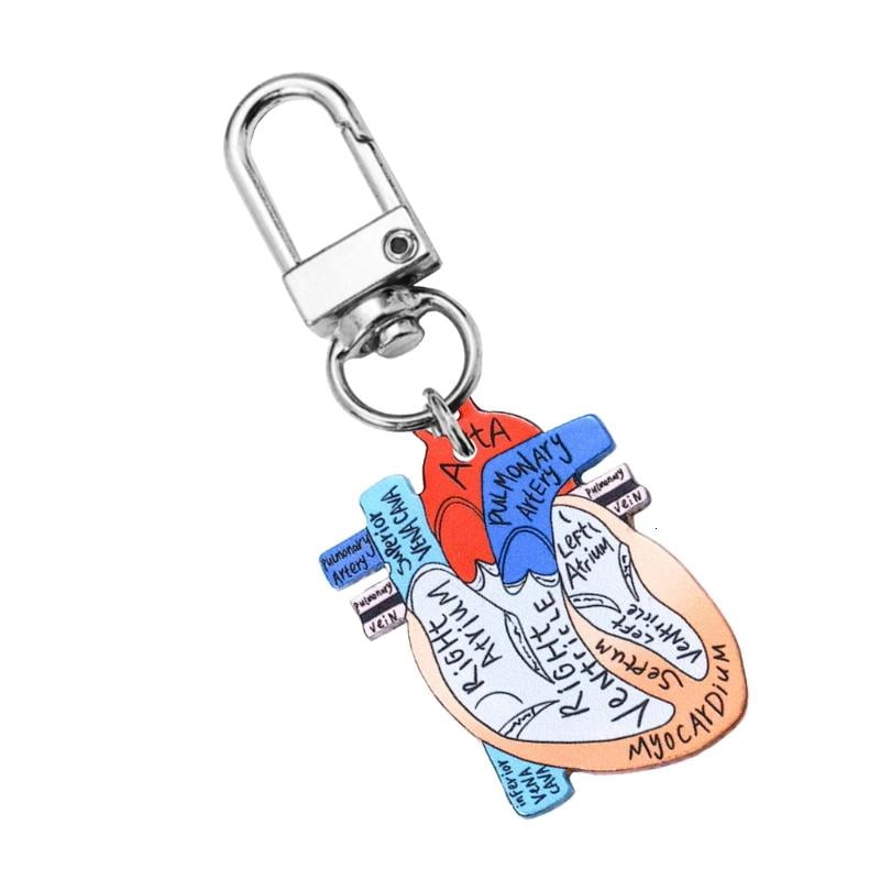 WINDLAND Detailed Heart Keychain Accessory for Teaching Anatomy to ...