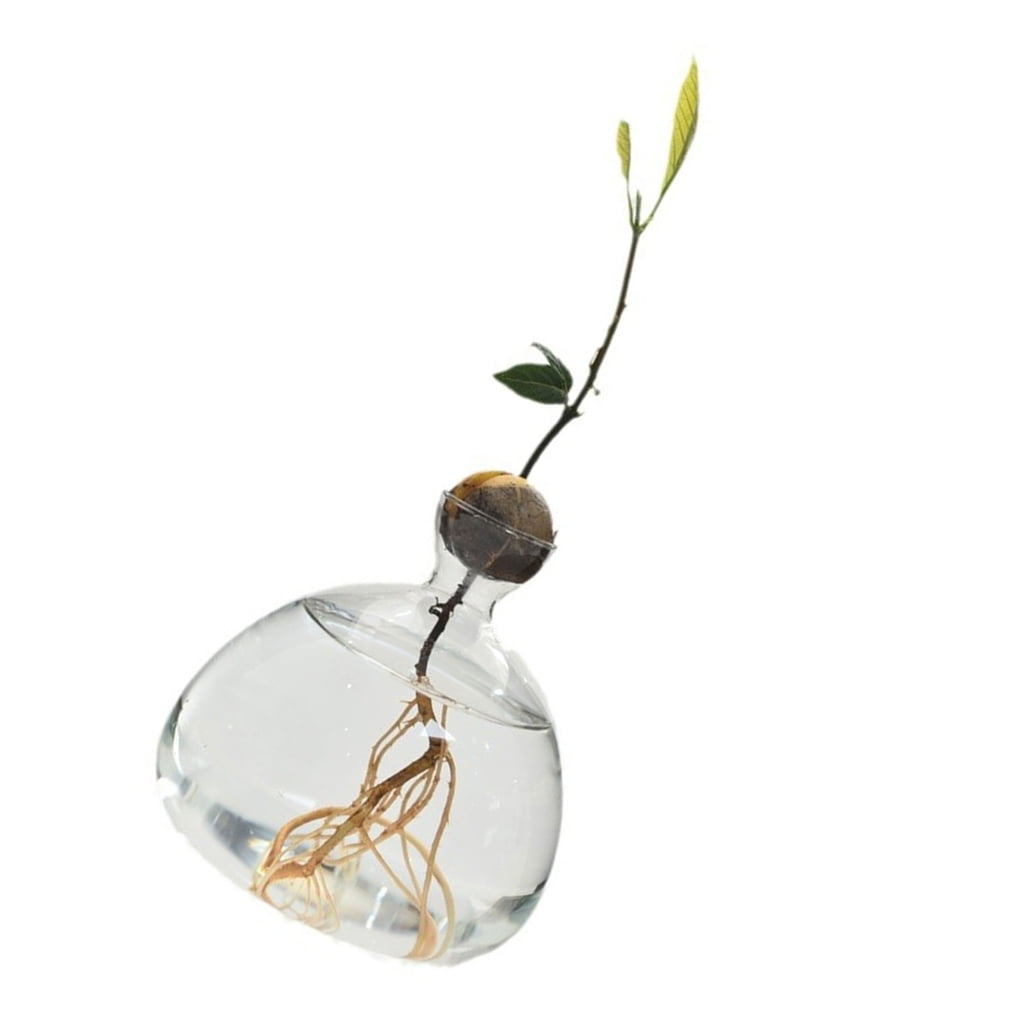 WINDLAND Transparent Glass Hydroponic Plant Vase Avocado Seed Starter ...