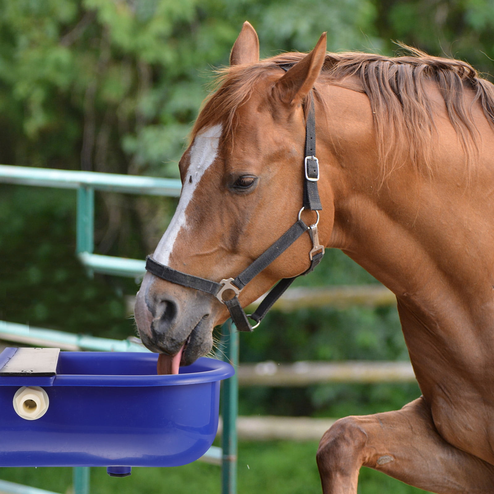 WINOMO 1Pcs Automatic Waterer Bowl with Water Dispensing 27.8x27Cm Blue ...