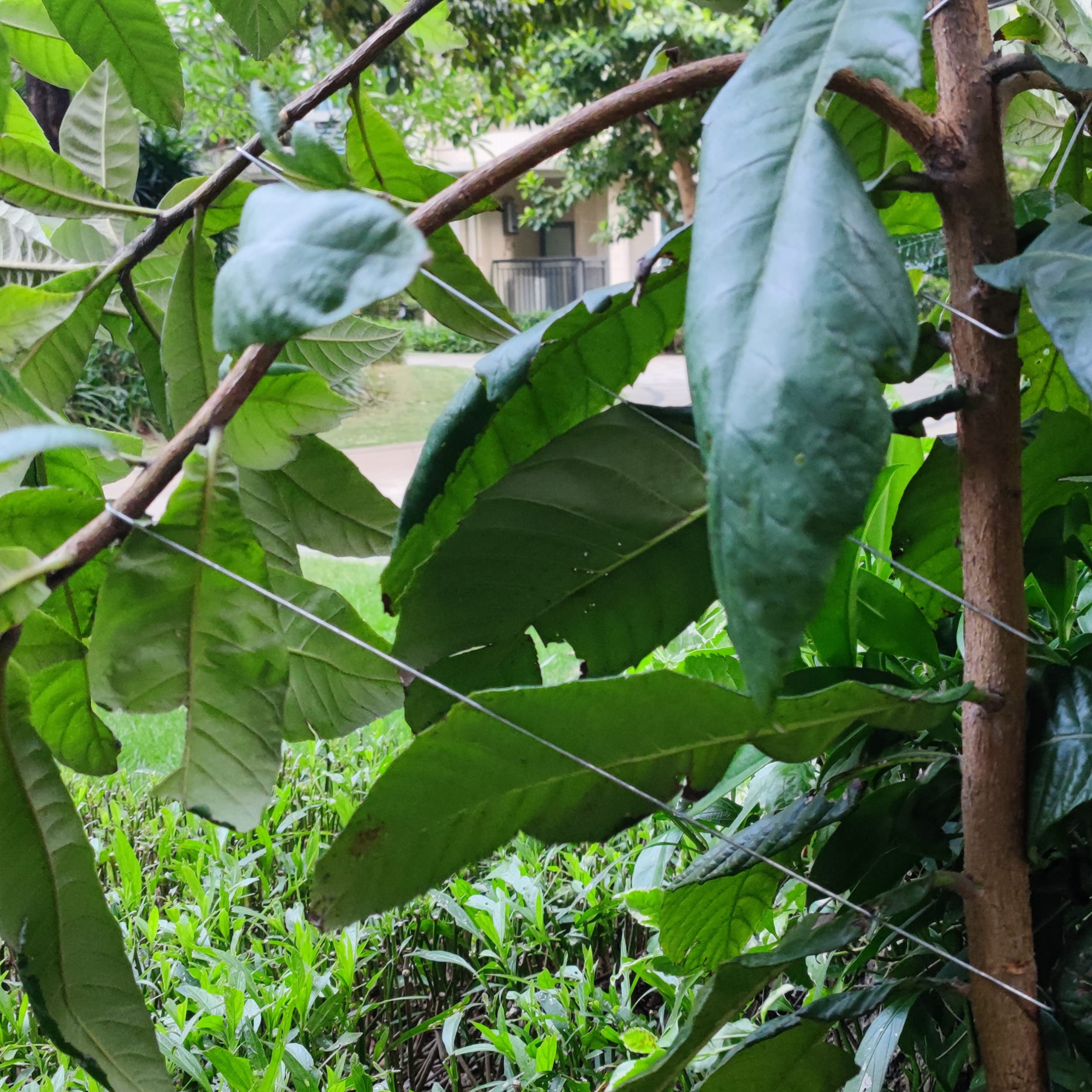 WLSANX Fruit Tree Branch Fruit Branch Spreader Branch spreaders Puller ...