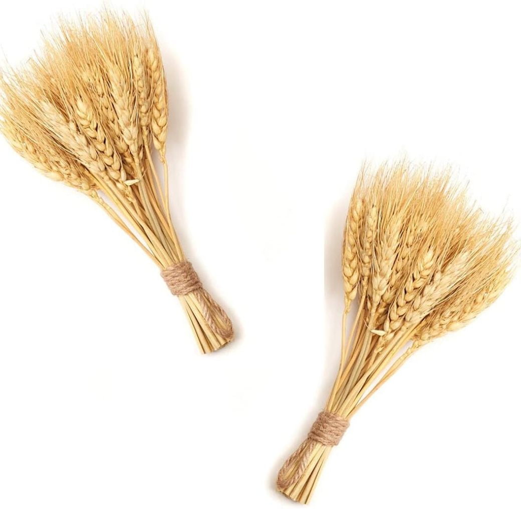 WMZP Group of 2 Natural Dried Wheat Bundles 2 Sheaves of Wheat for Fall ...