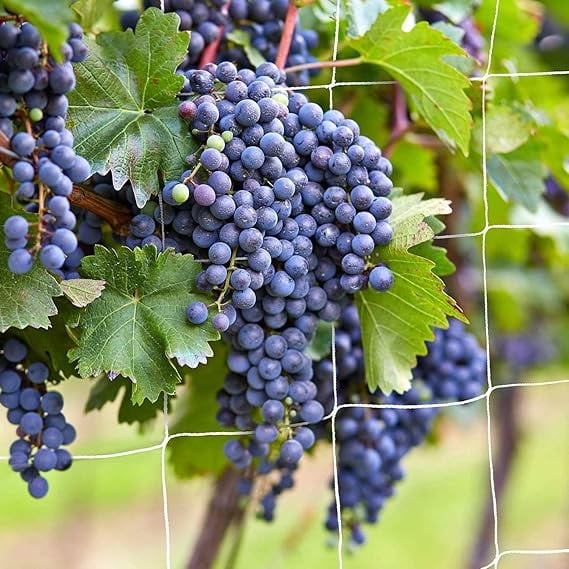 WNE Jaliwale Plant Climbing net & Creeper Net & Plant Trellis Net Plant ...