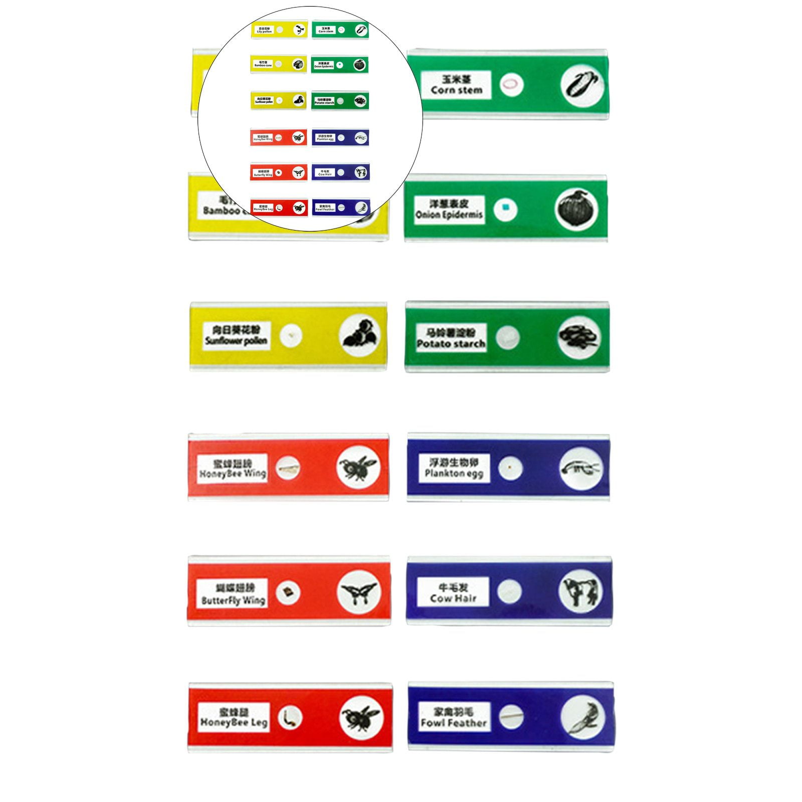 WNFJR 12pcs/Set Different Type Plastic Prepared Microscope Slides ...