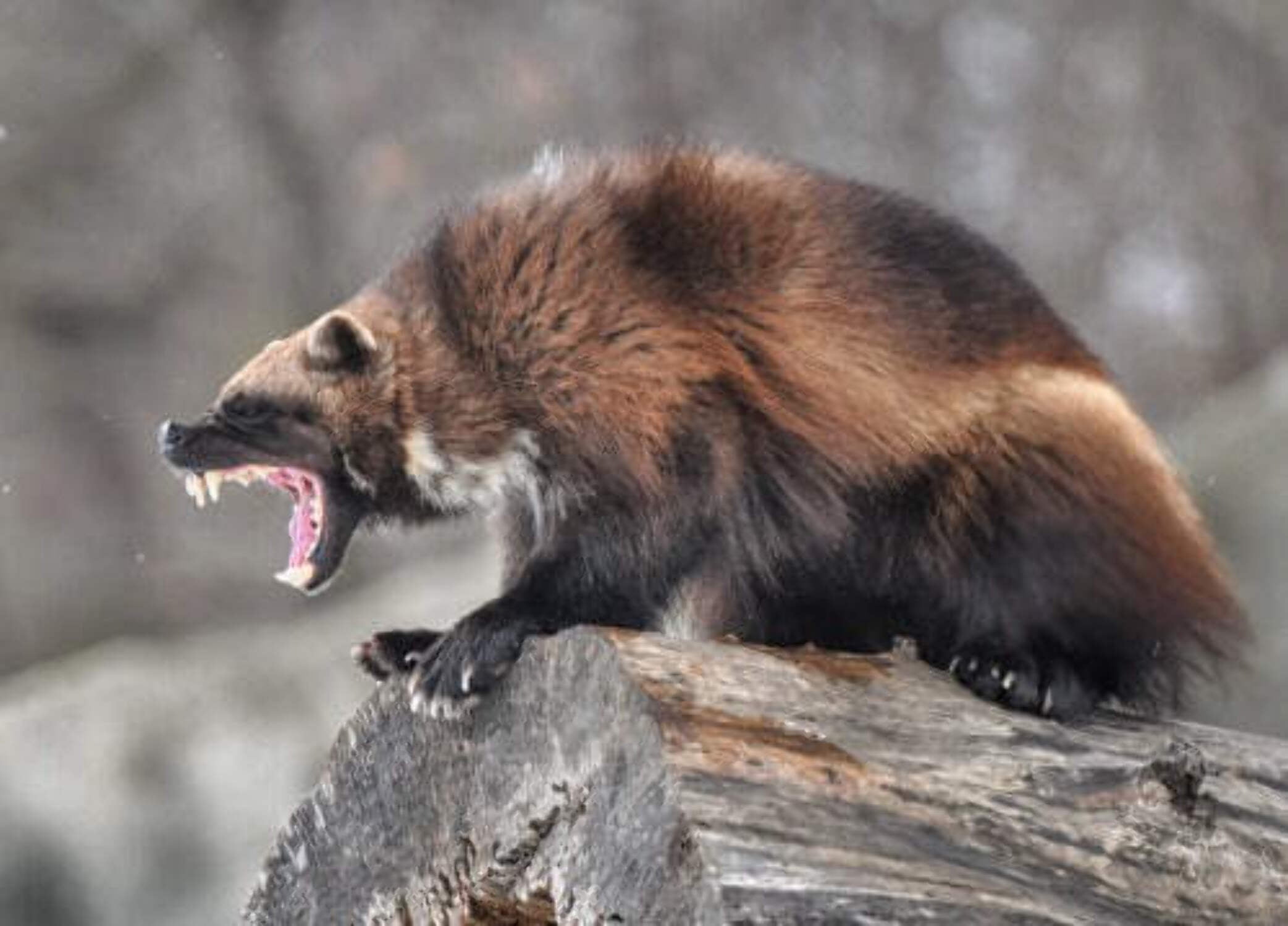 WOLVERINE GLOSSY POSTER PICTURE PHOTO BANNER skunk bear glutton ...