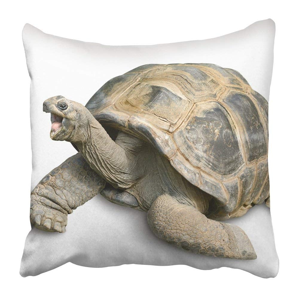 WOPOP Turtle Animal Portrait of Beautiful Giant Tortoise Looking Funny ...
