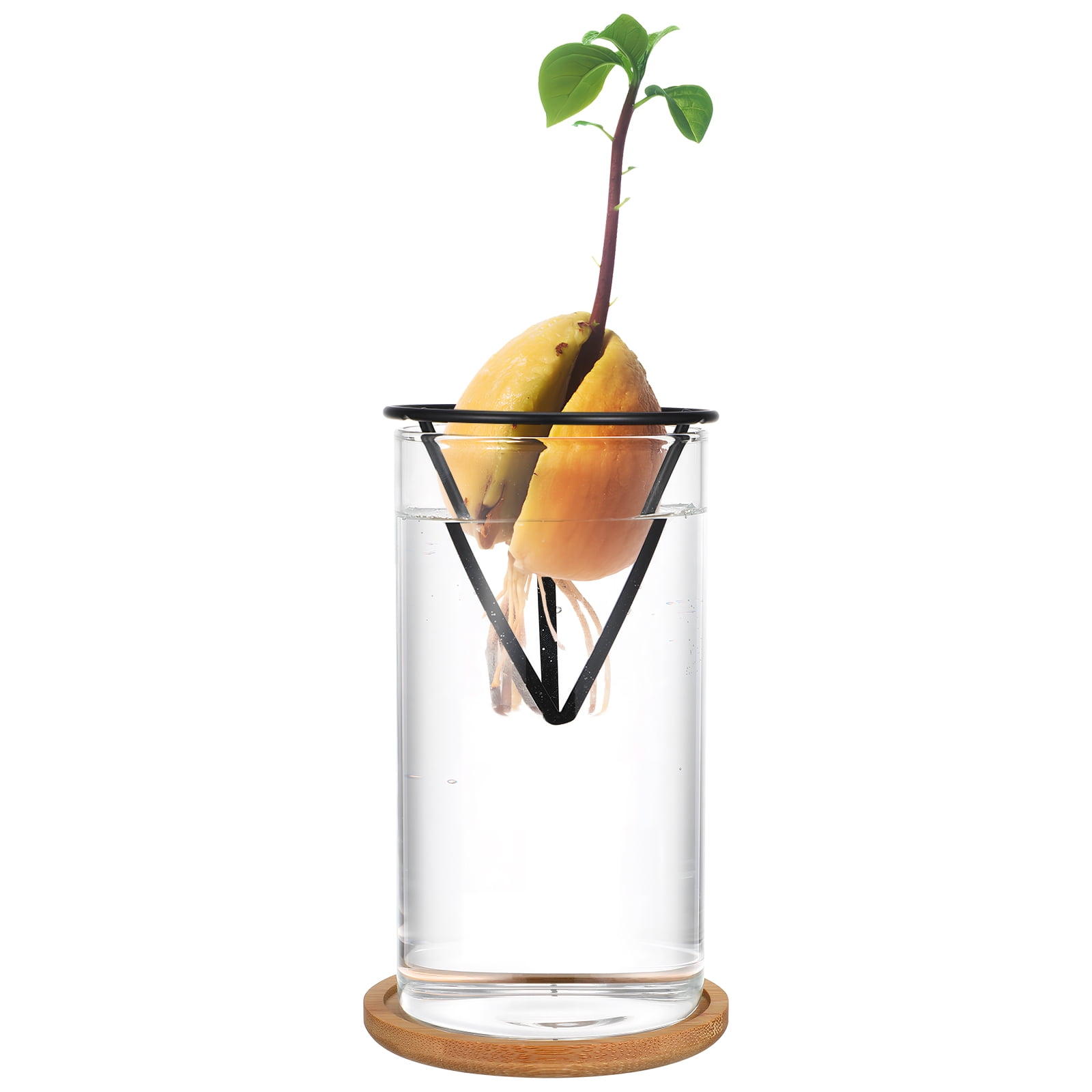 WORGEOUS 1 Set Avocado Planter Vase Glass Cylinder Vase Desktop Avocado ...