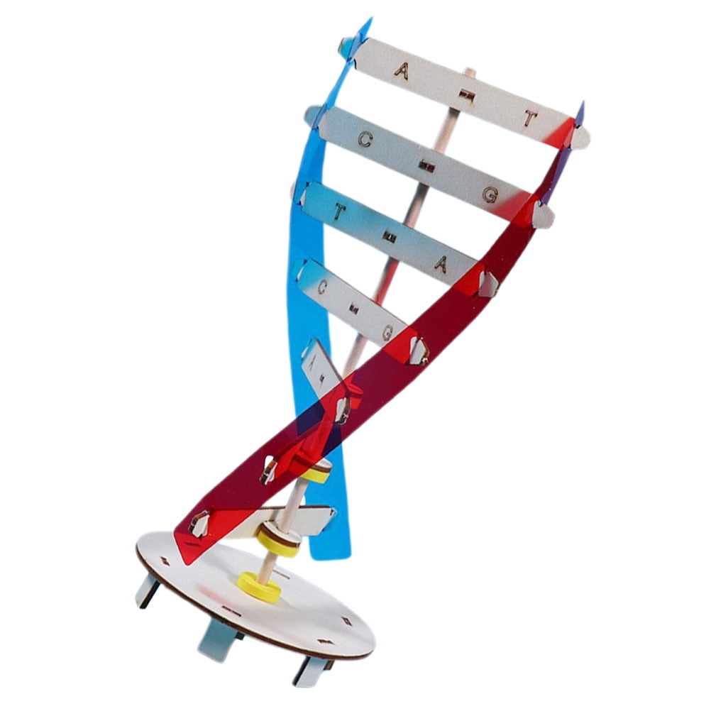 WORGEOUS 1 Set Diy Dna Double Helix Kids Educational Toys Human Double ...