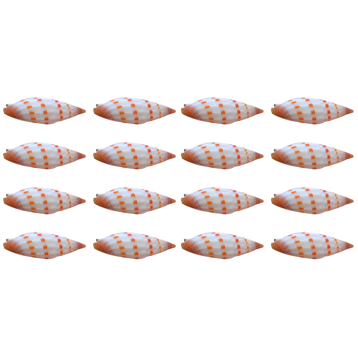 WORGEOUS 16 Pcs Red Spots Spiral Shells Seascape Accessories Conch ...
