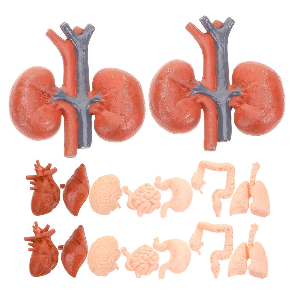 WORGEOUS 2 Sets Human Organ Model Simulation Body Anatomy Educational ...