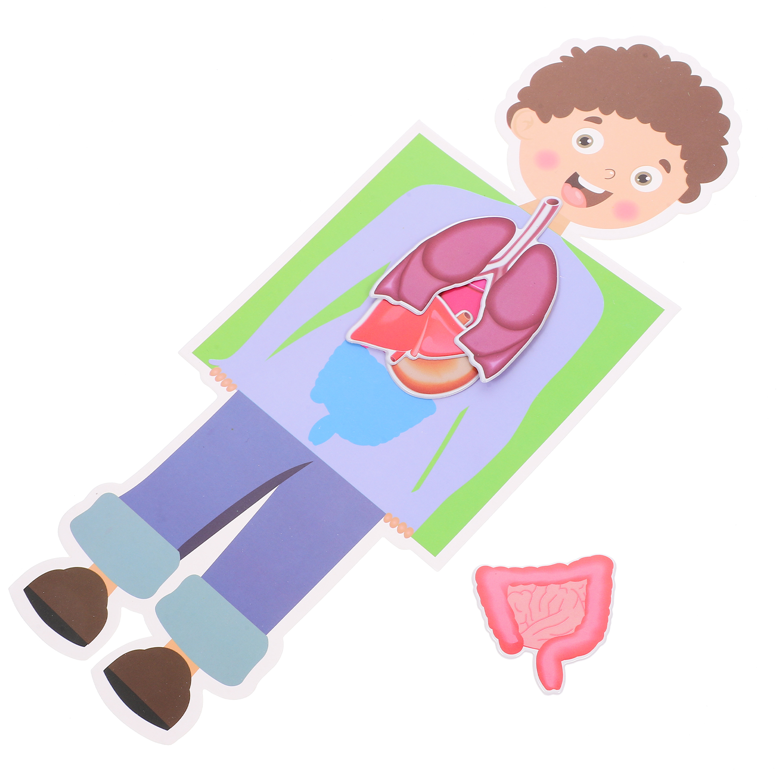 WORGEOUS 2 Sets Simulation Organ Model Kids Educational Toys Child ...