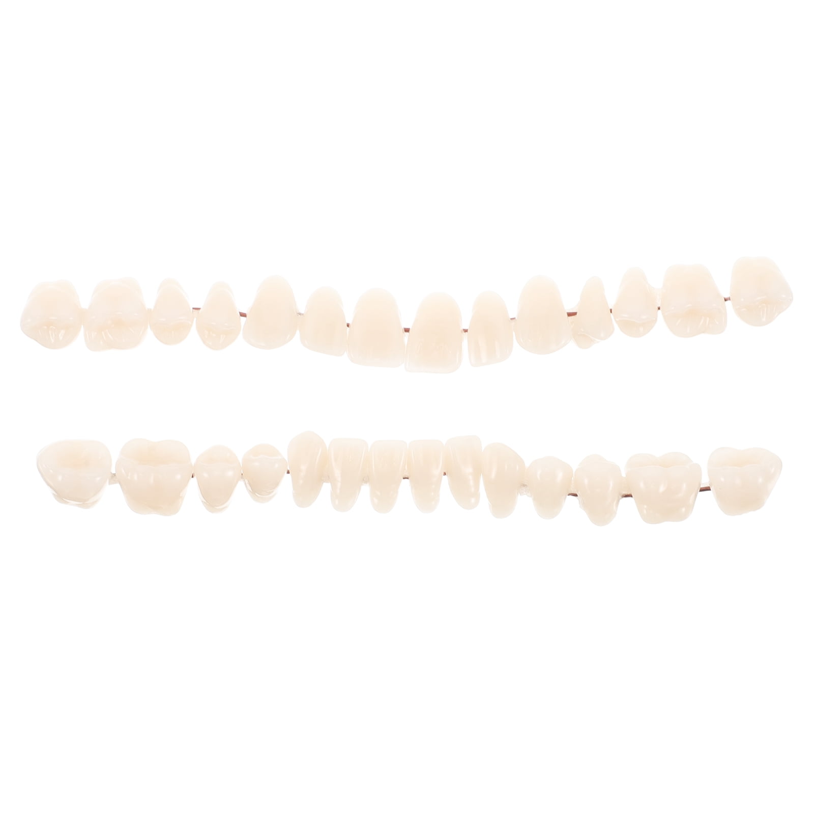 WORGEOUS 2pcs Realistic Double Row Plastic Model For Education ...