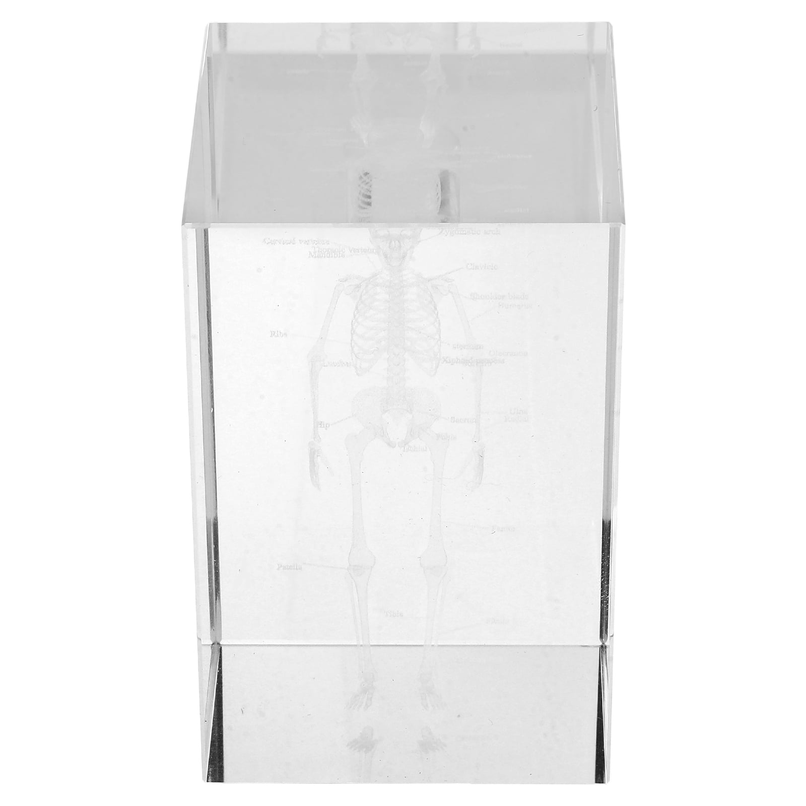 WORGEOUS 3 D Human Body Ornament Crystal Carved Ornaments Anatomical ...