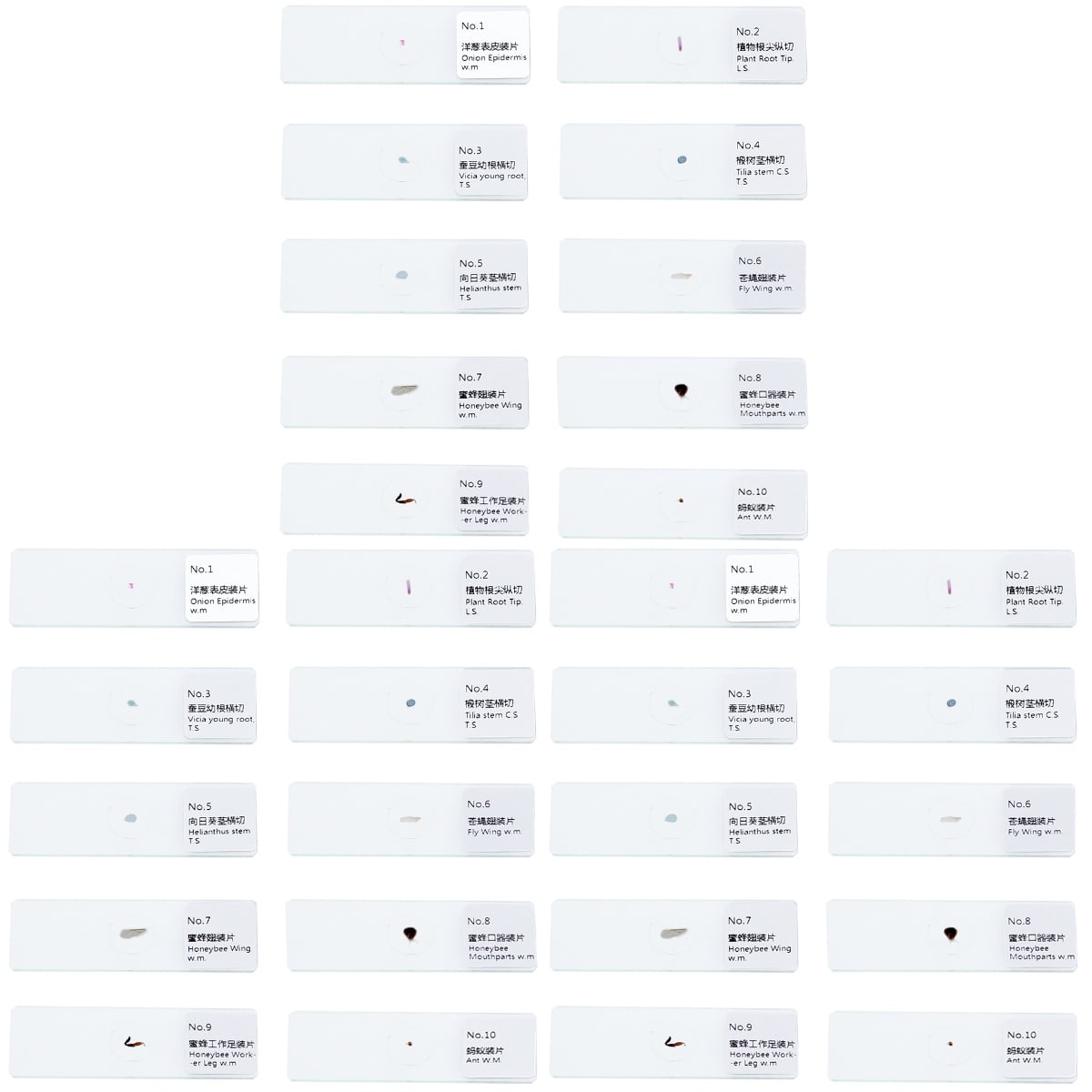 WORGEOUS 30 PCS /Set Biology Sample Specimens Microscope Prepared ...