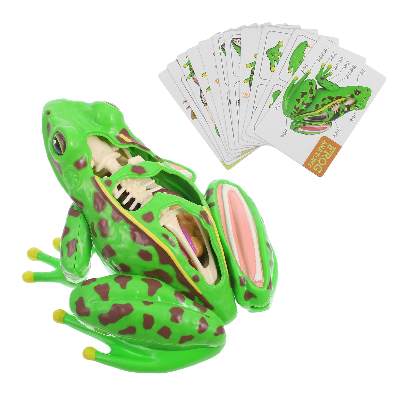 WORGEOUS Educational Frog Dissection Model Realistic And Safe Anatomy ...