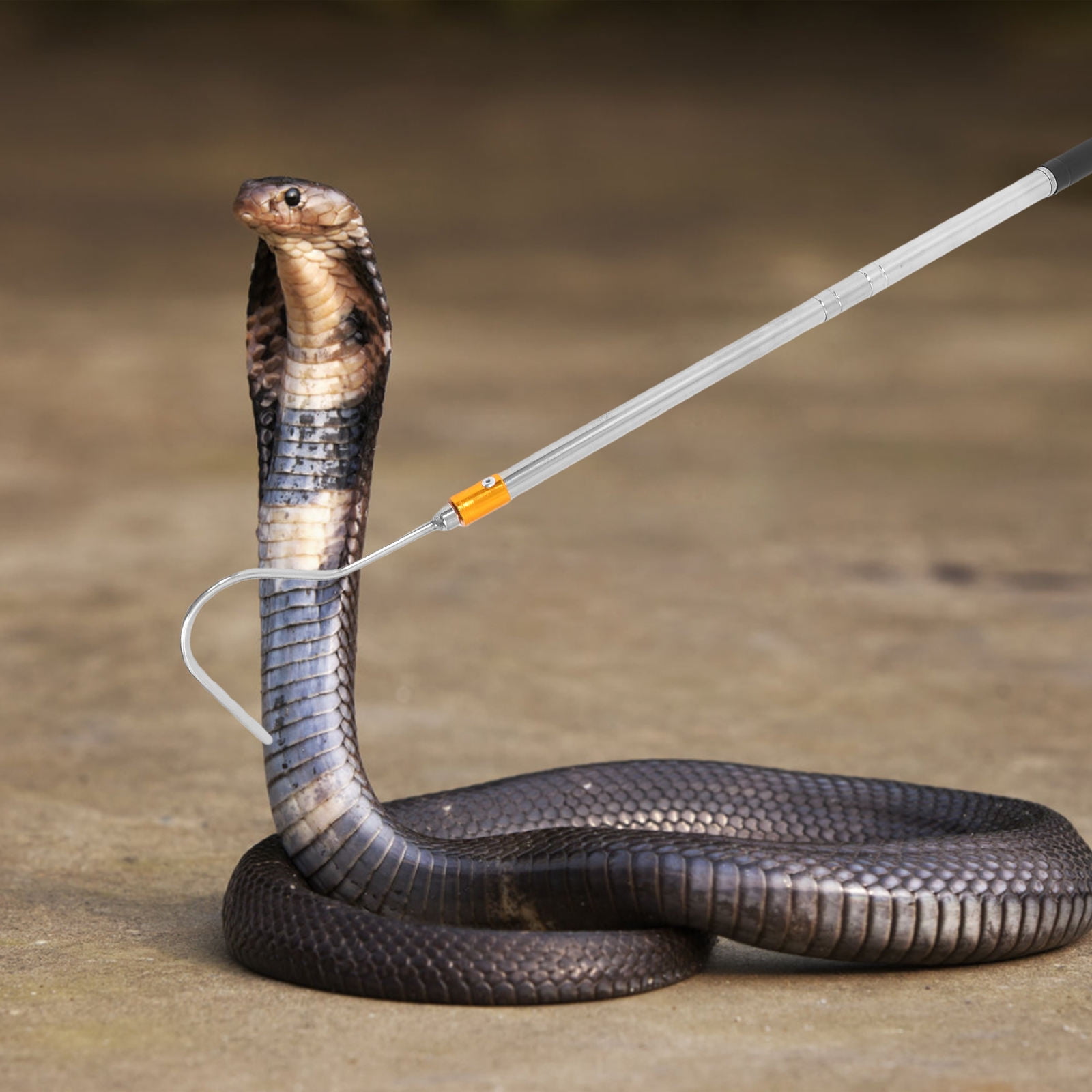 WORGEOUS Telescoping Snake Catcher With Adjustable Hook Stainless Steel ...