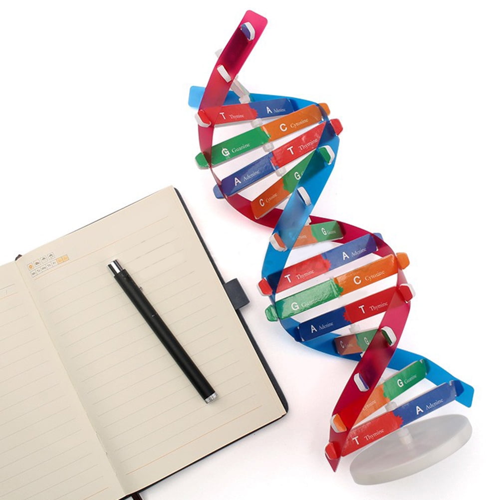 WRISTBIQUE 1 Set Dna Model Kits For Children Assembly Toy Double Helix ...