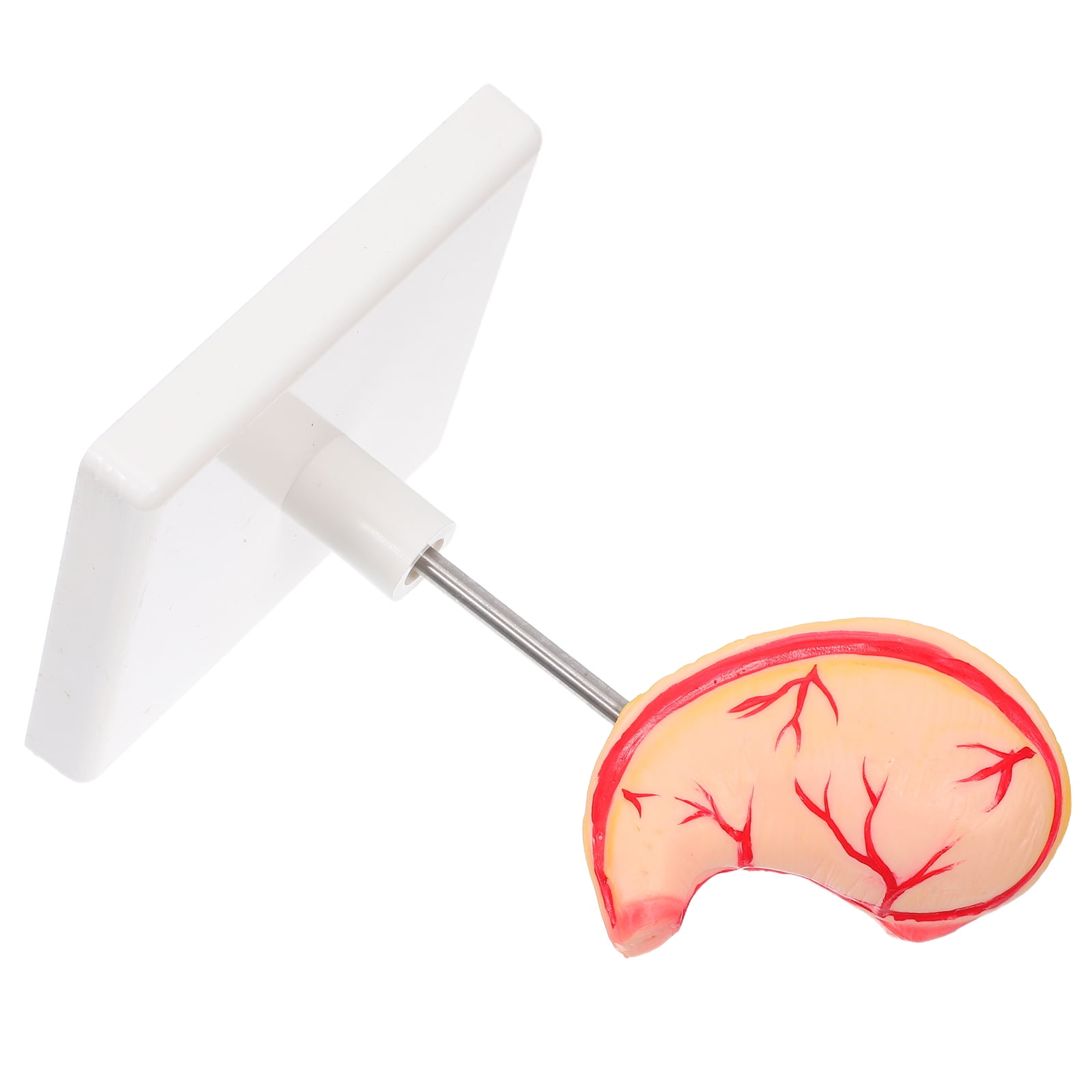 WRITWAA Stomach Anatomy Model for Lab Use PVC Educational Tool with ...