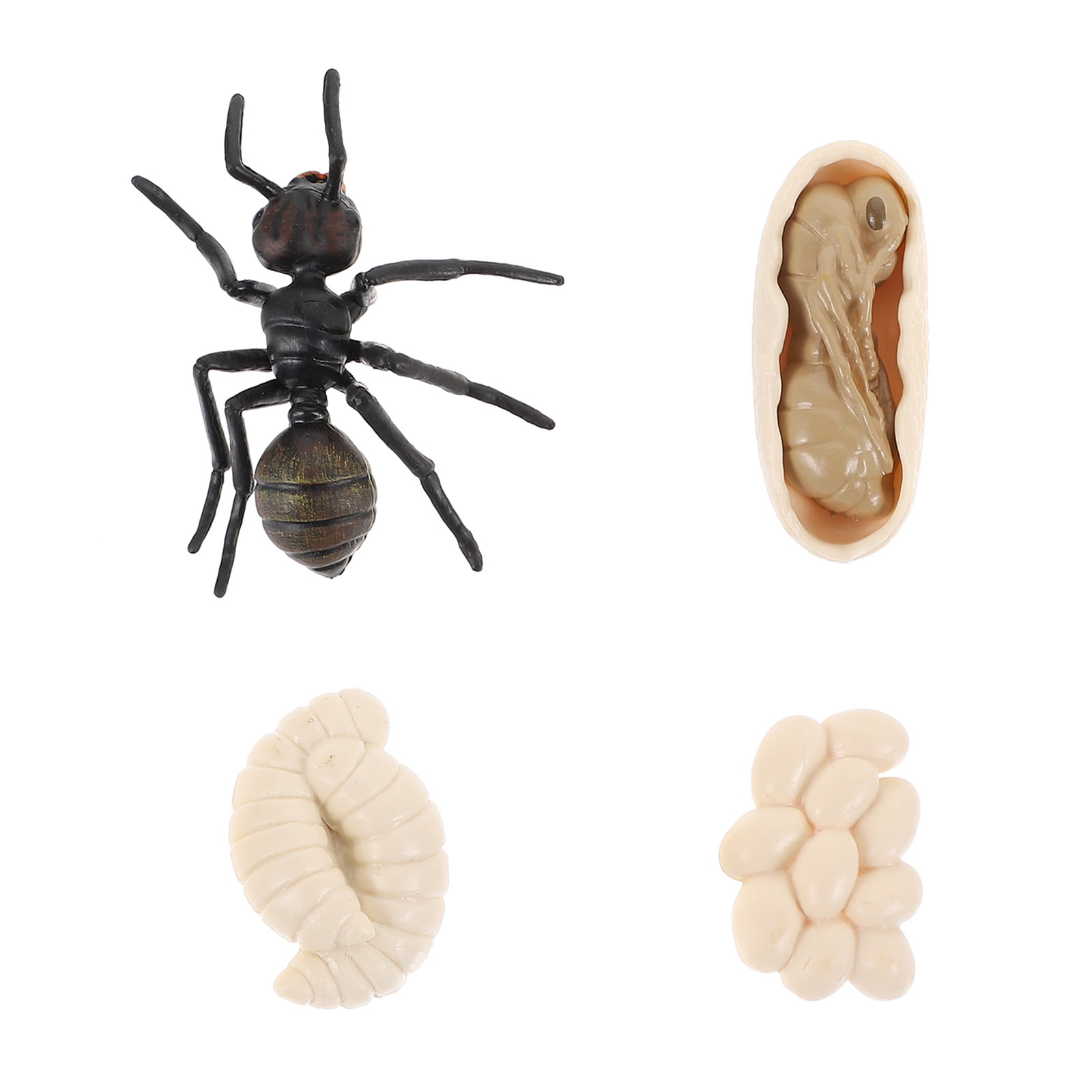 WSTEER 1 set of Imitation Ant Growth Cycle Models Kid Educational Ant ...
