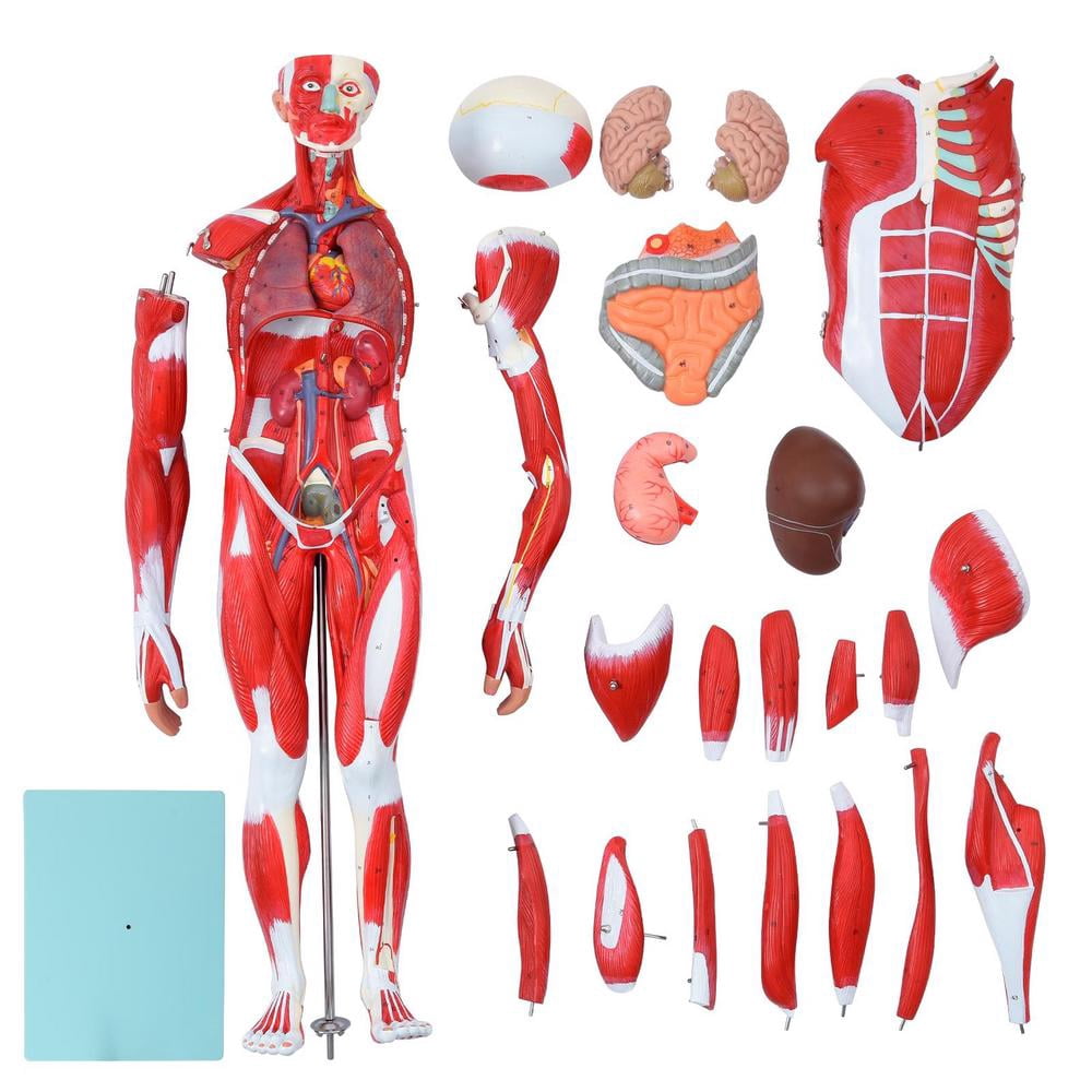 WZTO Anatomy Models Learning Human Anatomy Models Human Anatomy Model ...