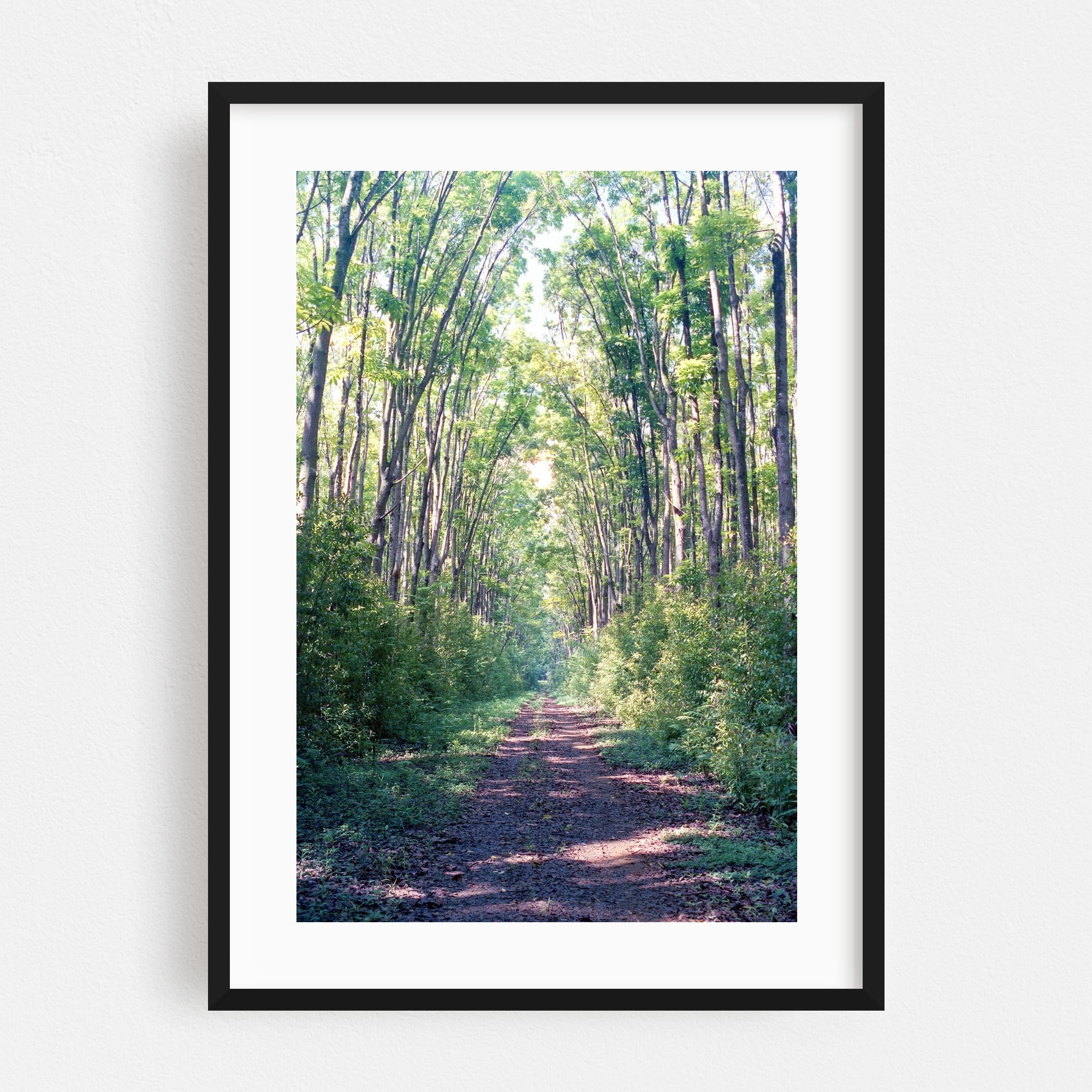 Wai Koa Plantation - Kilauea Hawaii Photography Forest Nature Woodland Scenic Wilderness ...