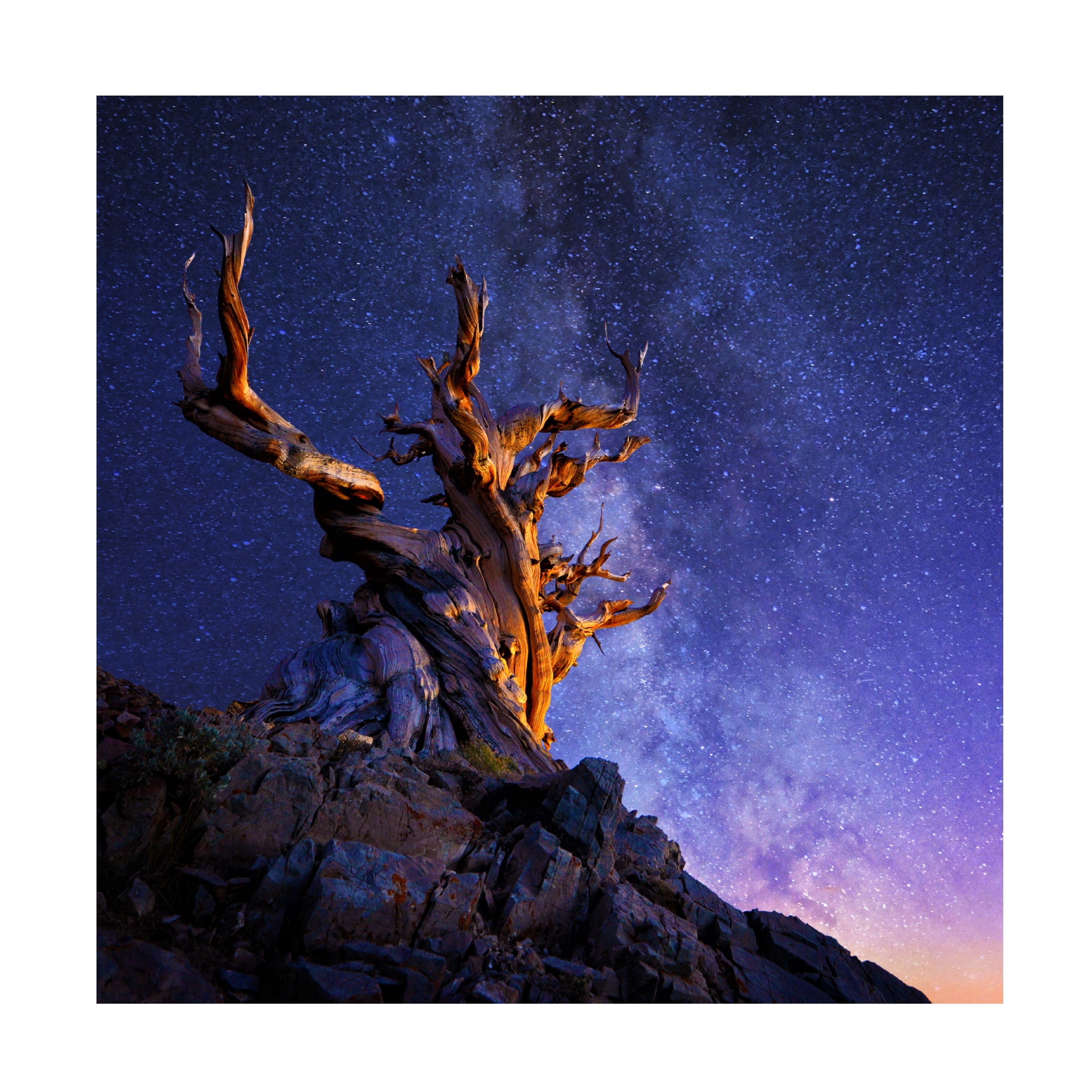 Surjanto Suradji 'The Ancient Tree' Canvas Art - Walmart.com