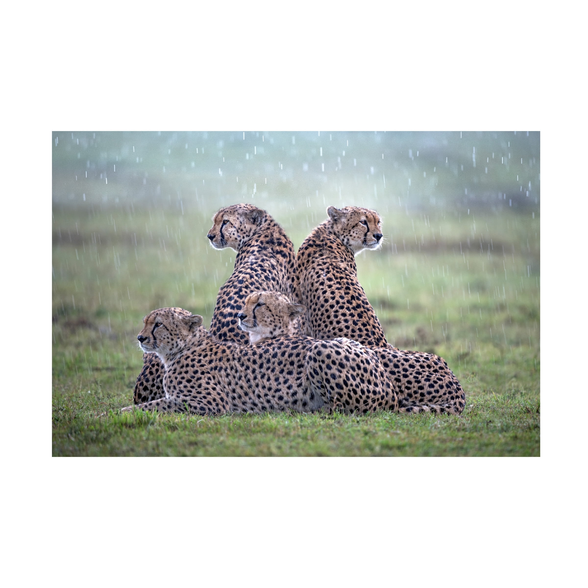Xavier Ortega 'Cheetahs In The Rain' Canvas Art - Walmart.com