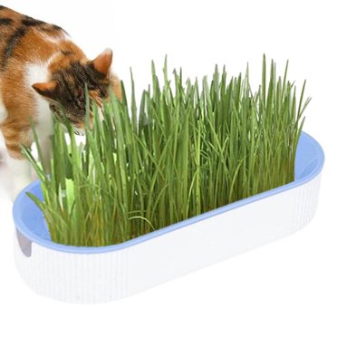 Cat A'Bout Freshly Grown Cat Grass Plus, Natural Digestive Aid ...