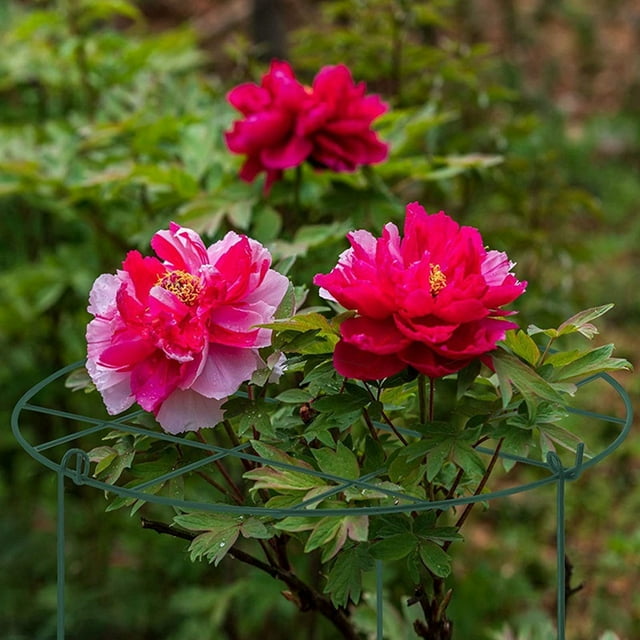 WalGRHFR 2024 Garden Climbing Frame Green Grid Support Peony Support ...