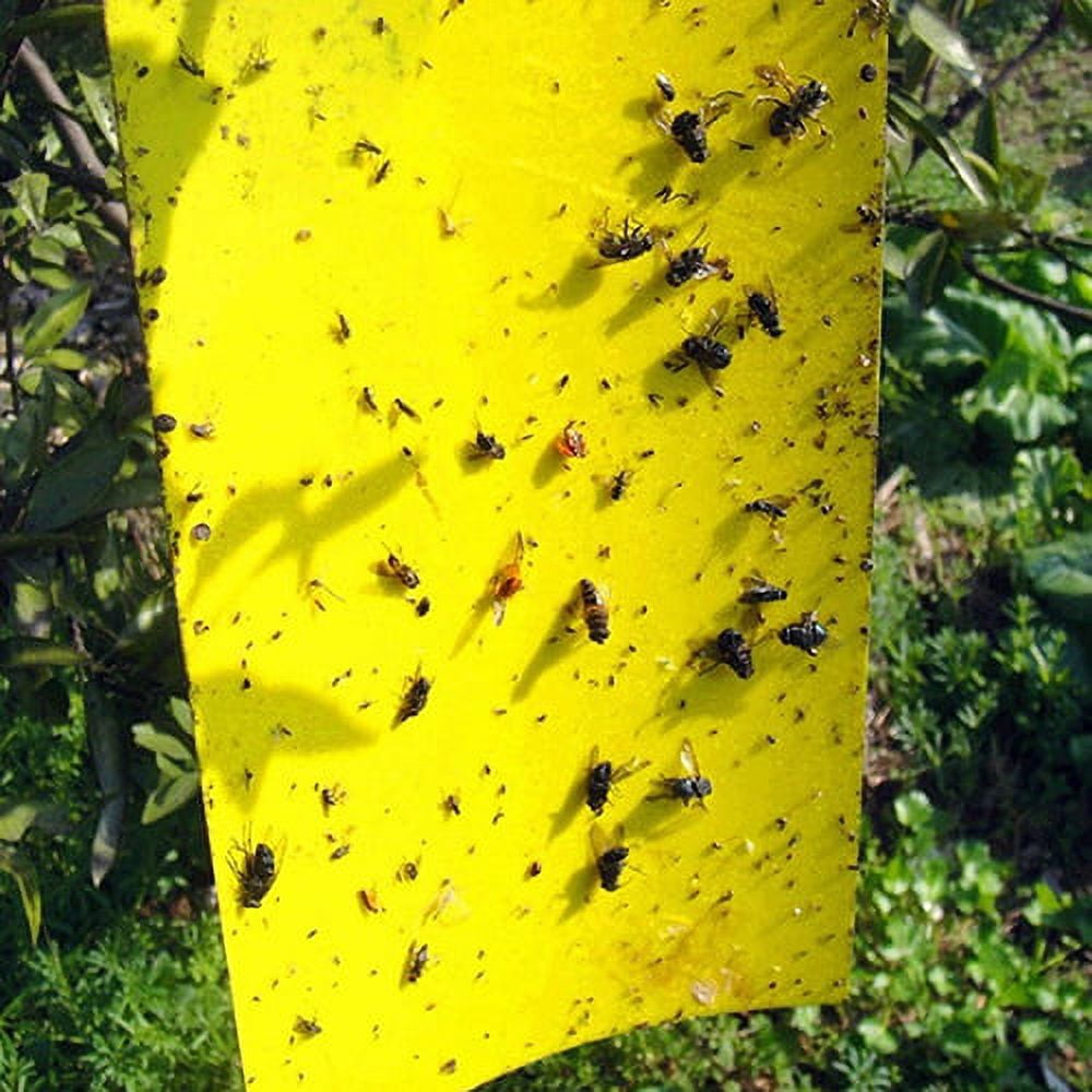 Walbest 5 Pack Insect Trap 5.9" x 9.8" Hanging Sticky Glue Boards Fly ...