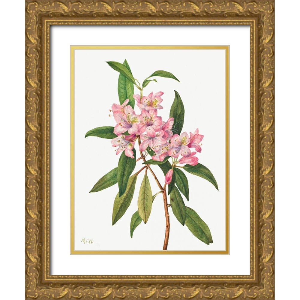 Walcott, Mary Vaux 15x18 Gold Ornate Wood Framed with Double Matting ...