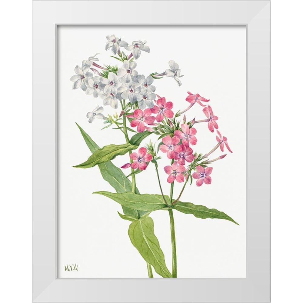 Walcott, Mary Vaux 25x32 White Modern Wood Framed Museum Art Print ...