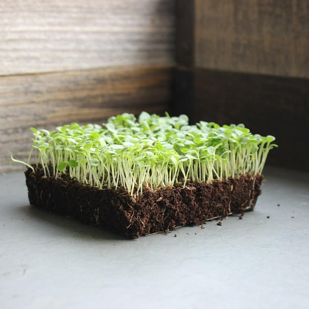 Waldmanns Green Lettuce Seeds: 1 Lb - Non-GMO Vegetable Garden ...