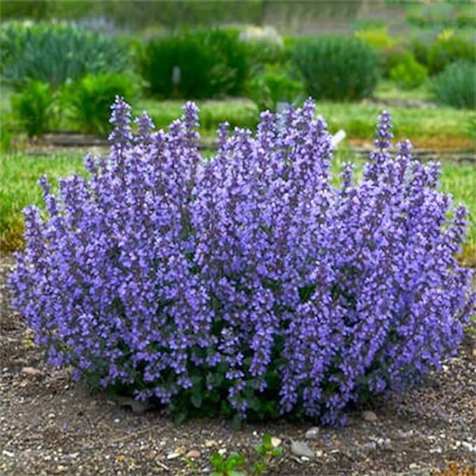 Walker's Low Catmint in a trade gallon pot - Walmart.com