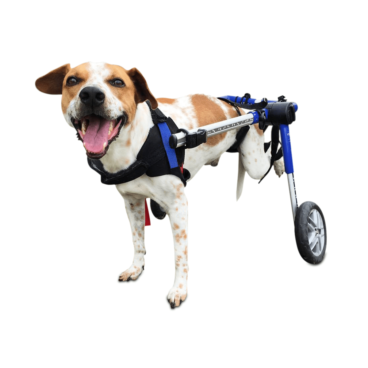Walkin' Pets Dog Wheelchair - for Medium Dogs 26-49 lbs - Veterinarian ...