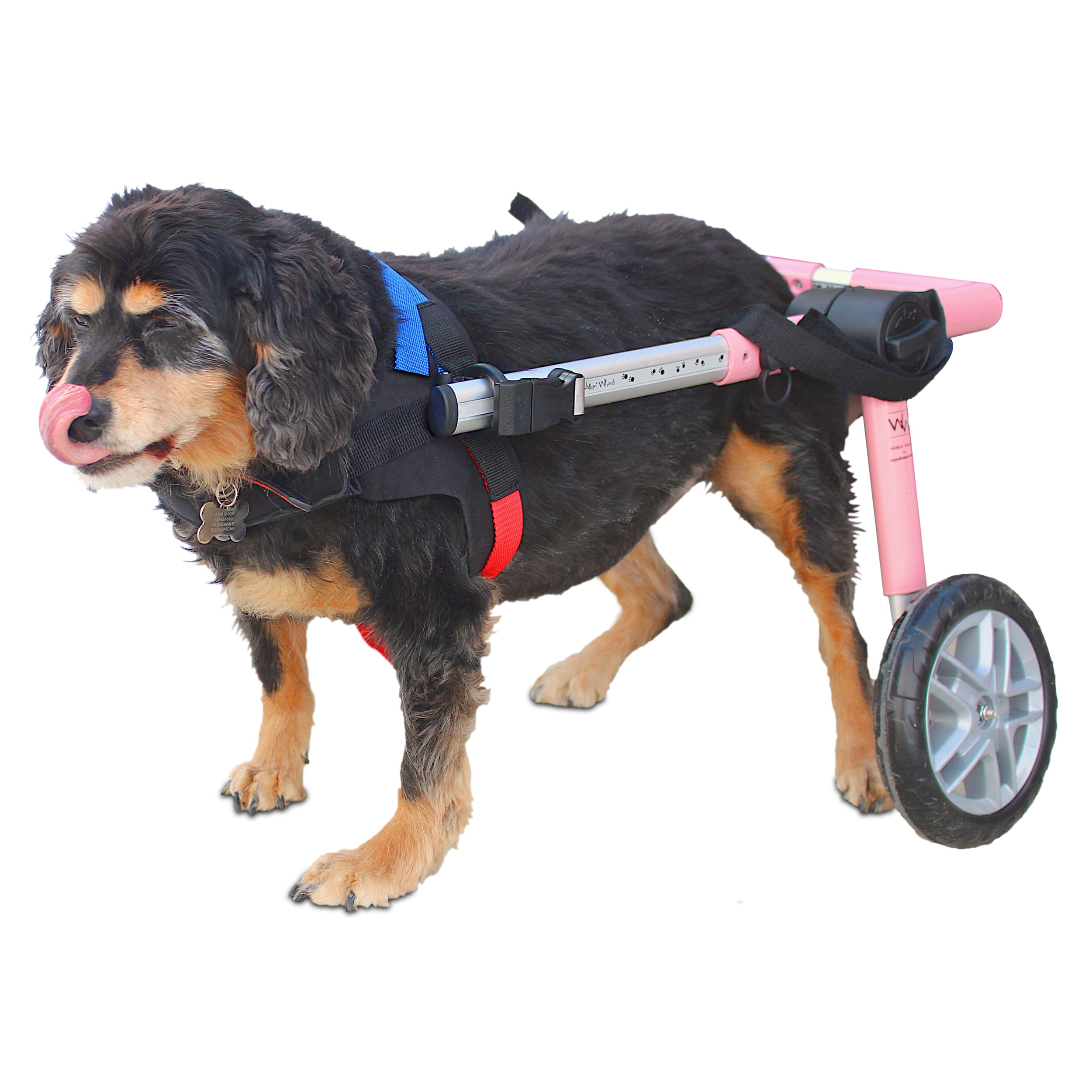 Walkin' Wheels Dog Wheelchair - Vet Approved - Medium Dogs 26 - 49 lbs ...