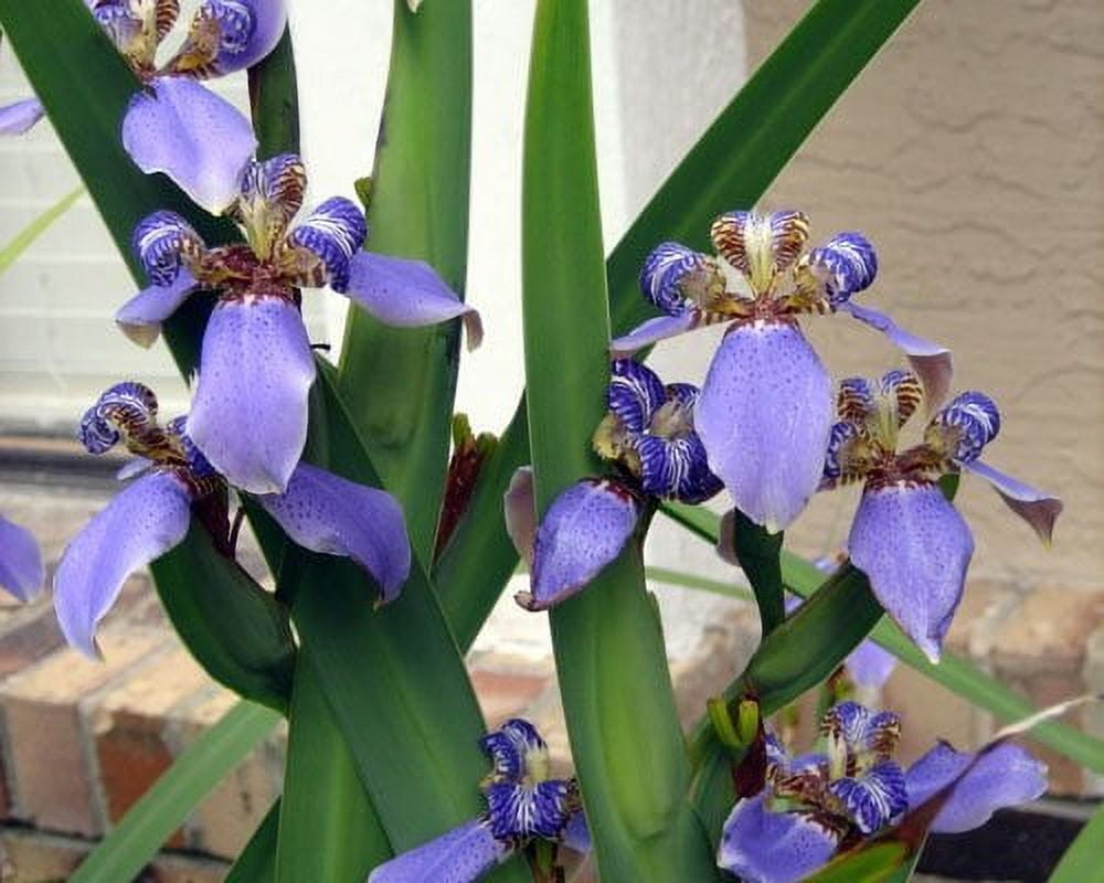 Walking Iris Apostle Plant 2 Extra Large 3 Gallon Plants Neomarica ...