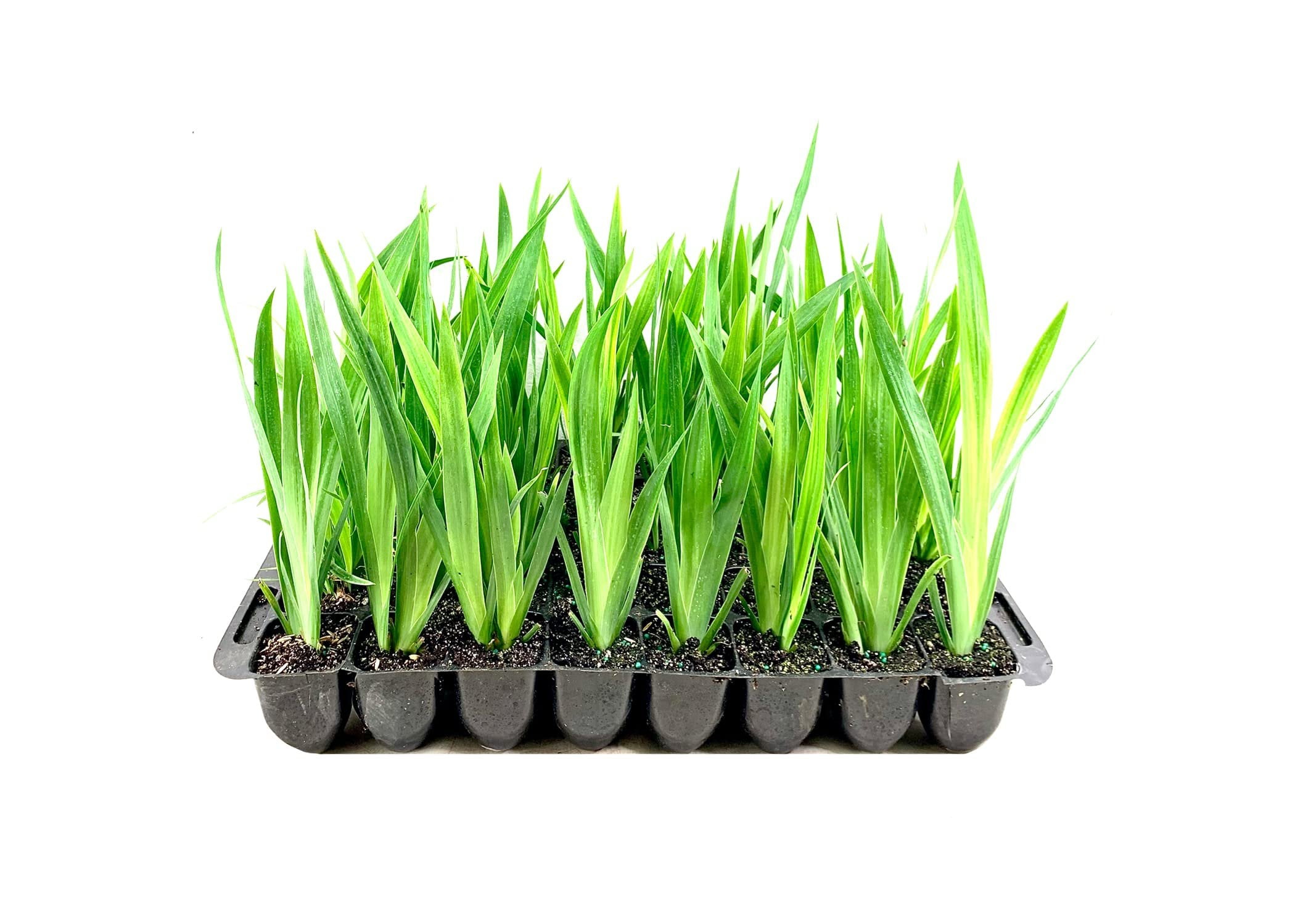 Walking Iris Regina 3 Live Plants Giant Apostle Plant Exotic Fragrant ...