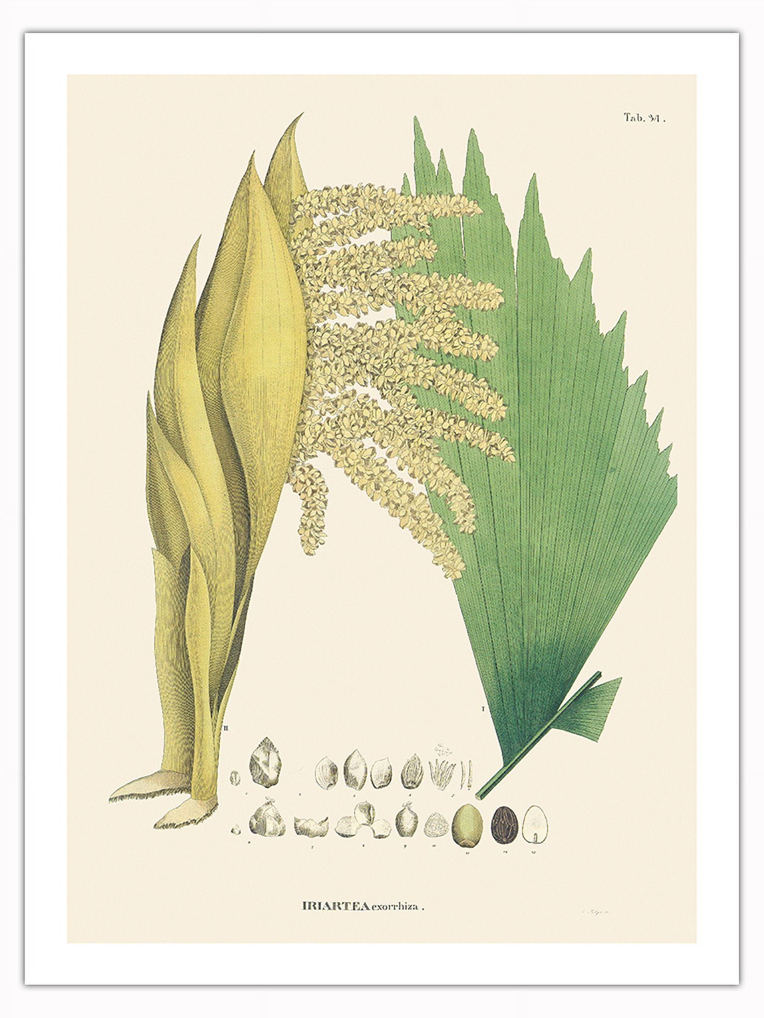 Walking Palm Tree (Socratea exorrhiza) - Vintage Botanical Illustration ...