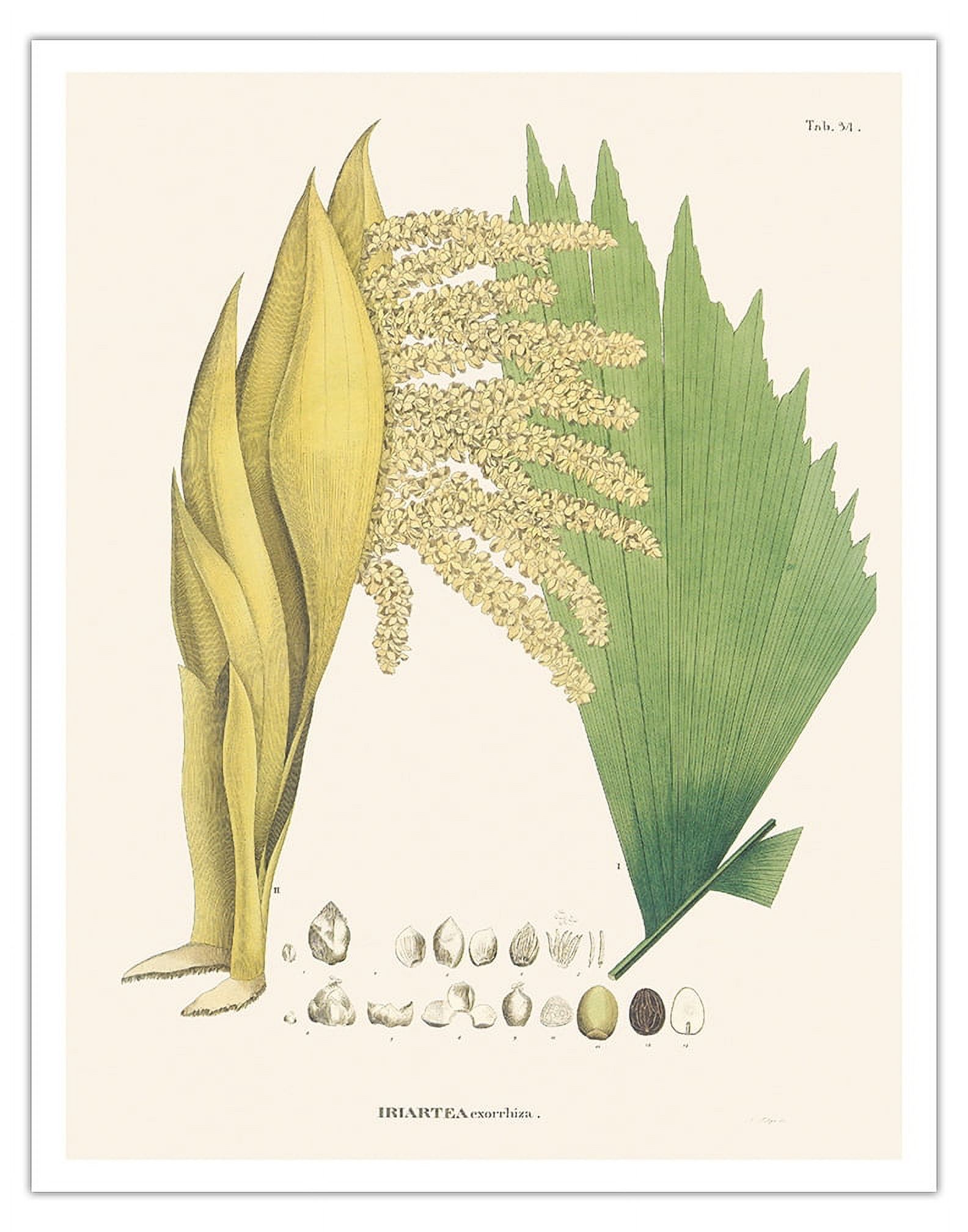 Walking Palm Tree (Socratea exorrhiza) - Vintage Botanical Illustration ...