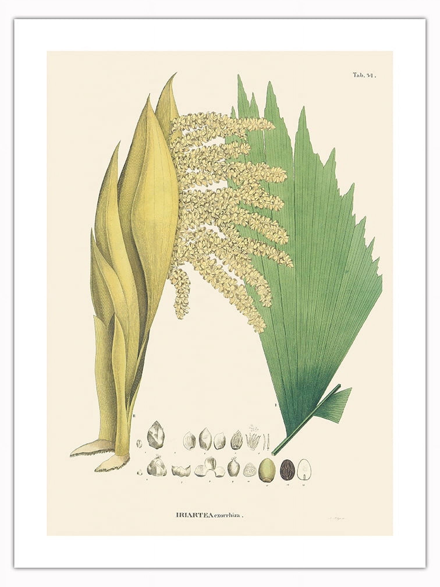 Walking Palm Tree (Socratea exorrhiza) - Vintage Botanical Illustration ...